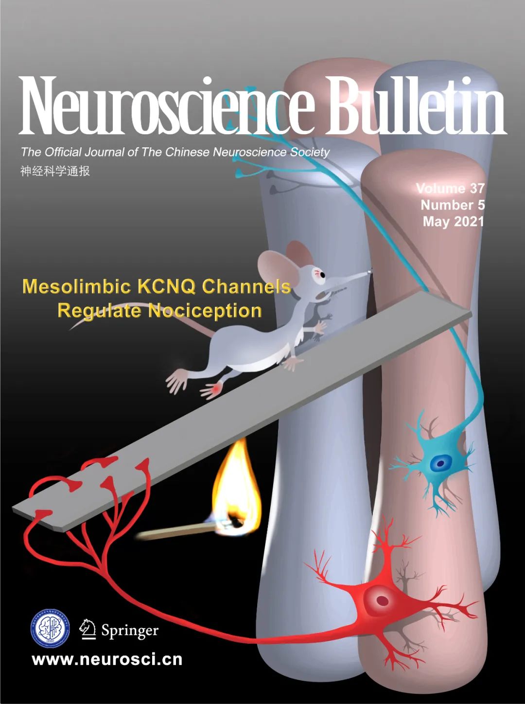 收藏| Neuroscience Bulletin 2021年12篇精彩封面文章汇集__财经头条