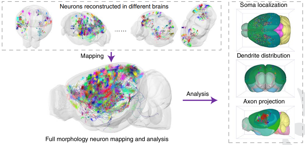 Nature+Nature Methods：彭汉川团队脑科学成果入围21年“中国生命科学十大进展”__财经头条