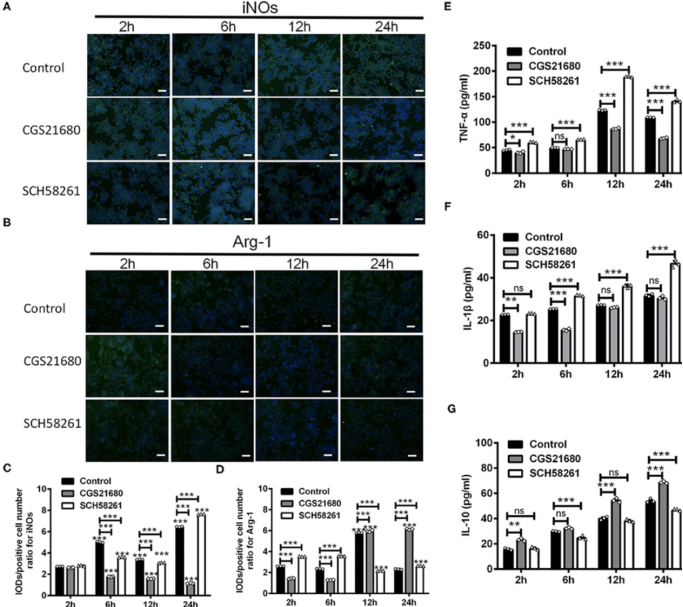 Front.aging-neurosci-骨髓来源细胞中的腺A2A受体的神经保护作用__财经头条