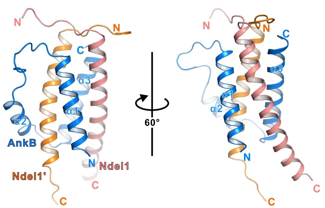 中科大生命科学院近三年脑科学成果汇编：1篇Cell，4篇Nat Neurosci，3篇Neuron等|生命科学|中国科学技术大学|脑科学_新浪新闻