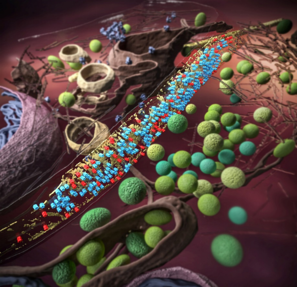 中科大生命科学院近三年脑科学成果汇编：1篇Cell，4篇Nat Neurosci，3篇Neuron等|生命科学|中国科学技术大学|脑科学_新浪新闻