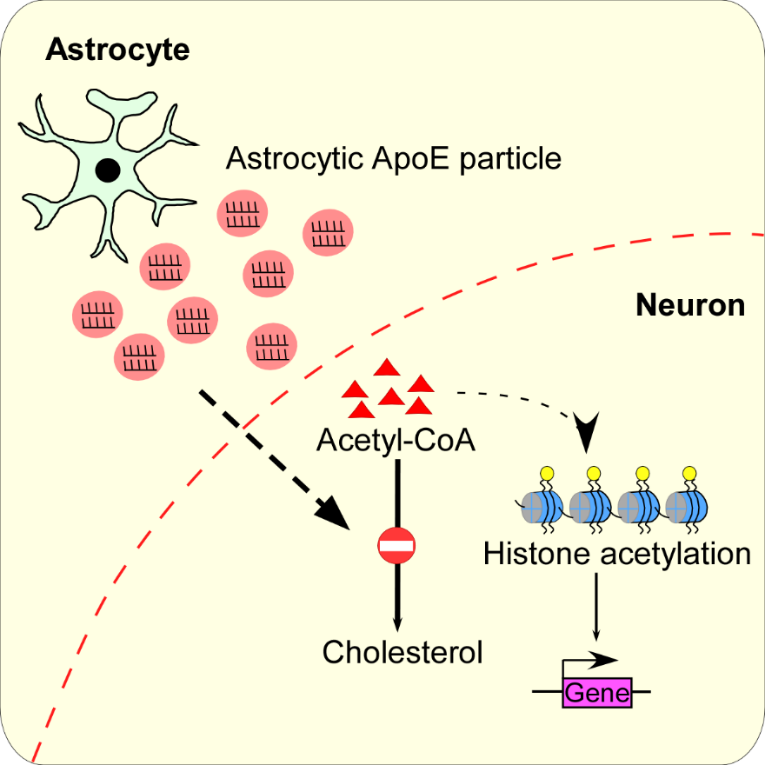 中科大生命科学院近三年脑科学成果汇编：1篇Cell，4篇Nat Neurosci，3篇Neuron等__财经头条