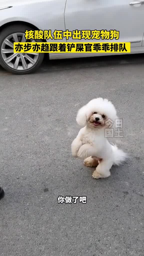 天津 核酸队伍中出现宠物狗 亦步亦趋跟着铲屎官乖乖排队|新冠肺炎_新浪新闻