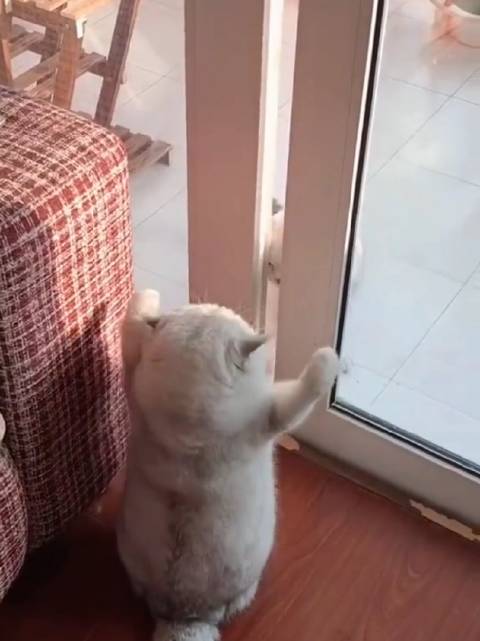 居然找到了“power”猫咪表情包出处！|猫_新浪新闻