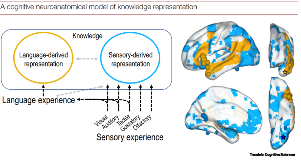 Trends Cogn Sci 封面综述回顾：北师大毕彦超教授：人脑知识的双重编码理论__财经头条