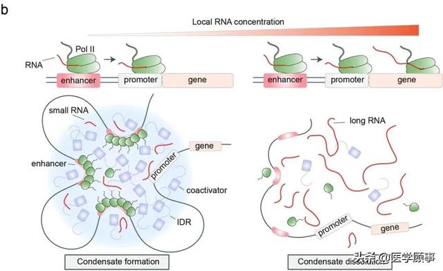 液相分离在人类生理状态和疾病状态下的功能作用：高分重磅综述|RNA_新浪新闻