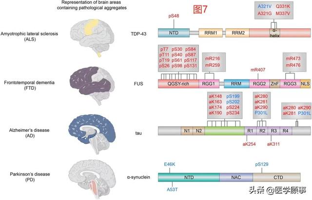 液相分离在人类生理状态和疾病状态下的功能作用：高分重磅综述|RNA_新浪新闻