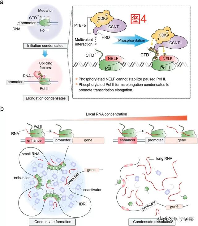 液相分离在人类生理状态和疾病状态下的功能作用：高分重磅综述|RNA_新浪新闻