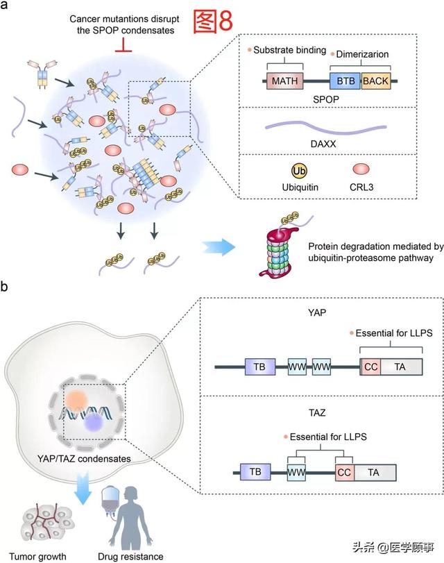 液相分离在人类生理状态和疾病状态下的功能作用：高分重磅综述|RNA_新浪新闻