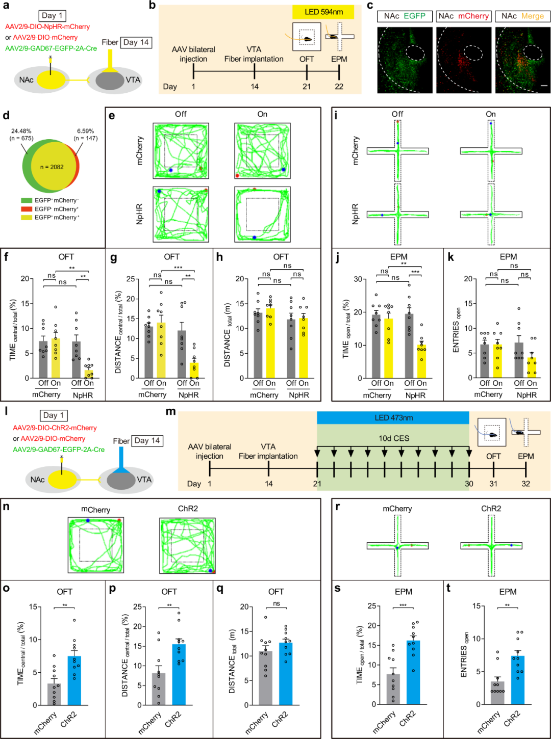 Nat Commun：华科田波团队揭示压力诱导焦虑的新神经环路机制|田波_新浪新闻