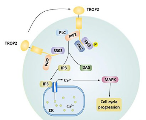 Trop-2 ADC亚洲上市，国内竞争格局如何？|DNA_新浪新闻