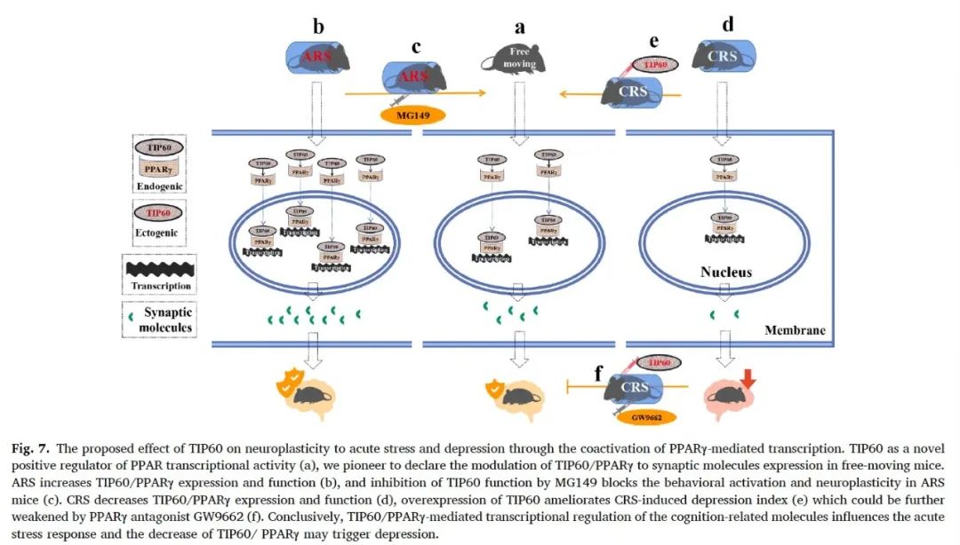 BBI：大连医科大李韶团队揭示TIP60在急慢性束缚应激中的作用机制|大连市|医科大_新浪新闻