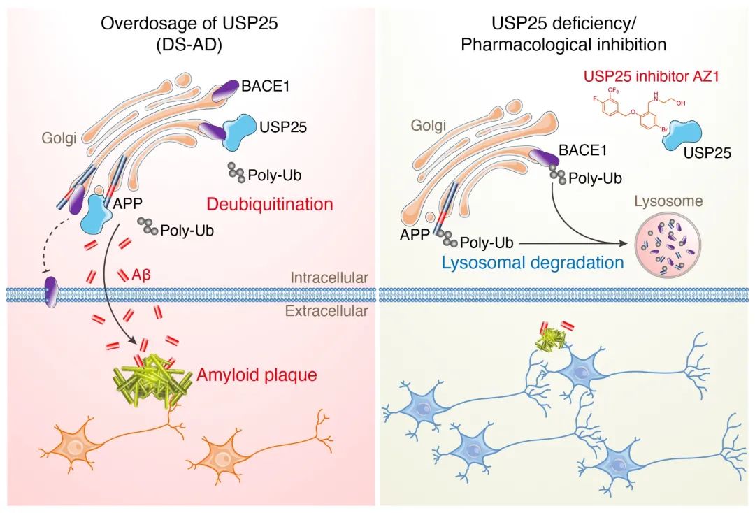 JCI：王鑫/宋伟宏/许华曦合作解析阿尔茨海默病治疗新靶点|厦门大学_新浪新闻