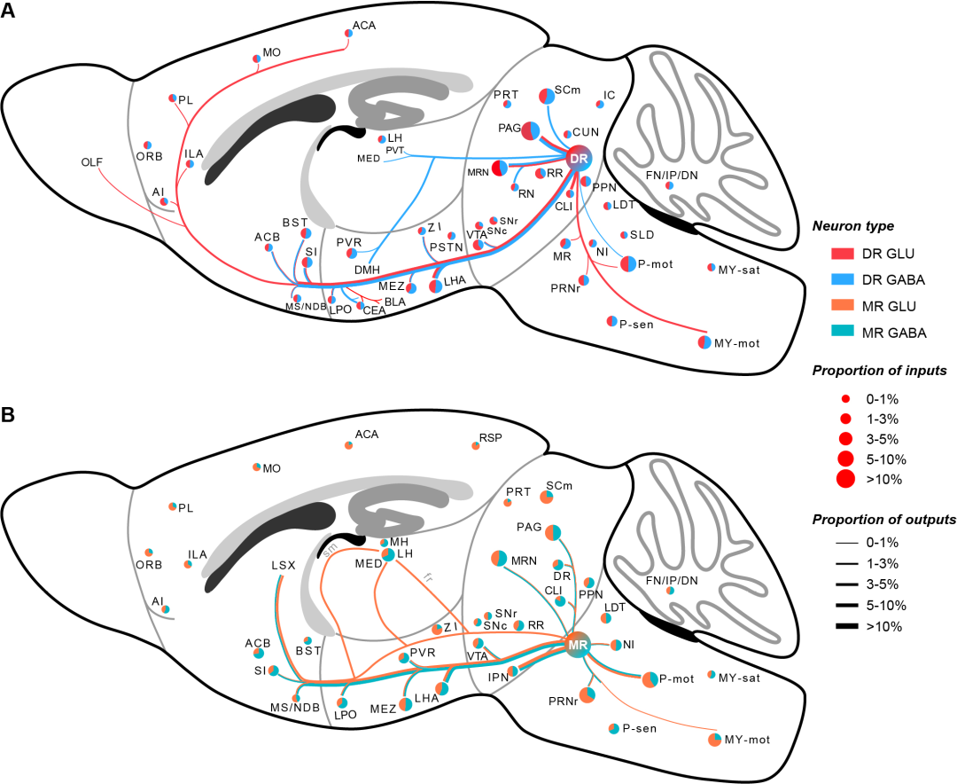 收藏：助力大脑研究，应用 fMOST半年内发表18篇重要学术成果汇编|脑科学_新浪新闻