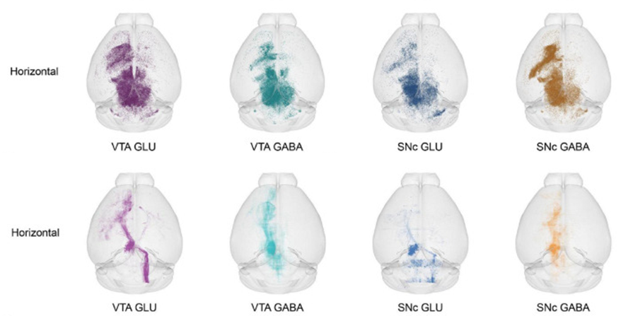 收藏：助力大脑研究，应用 fMOST半年内发表18篇重要学术成果汇编|脑科学_新浪新闻