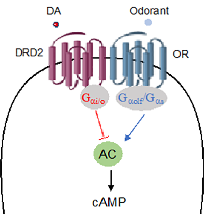 PNAS：殷东敏研究团队发现嗅觉调控的外周靶点——多巴胺D2受体|华东师范大学_新浪新闻