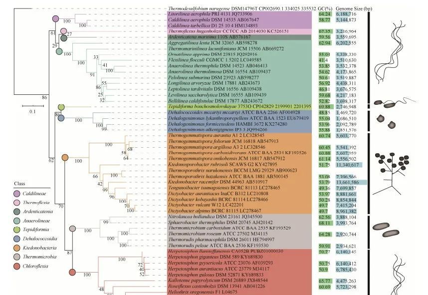 【原核生物全系列-15】细菌界—绿弯菌门__财经头条