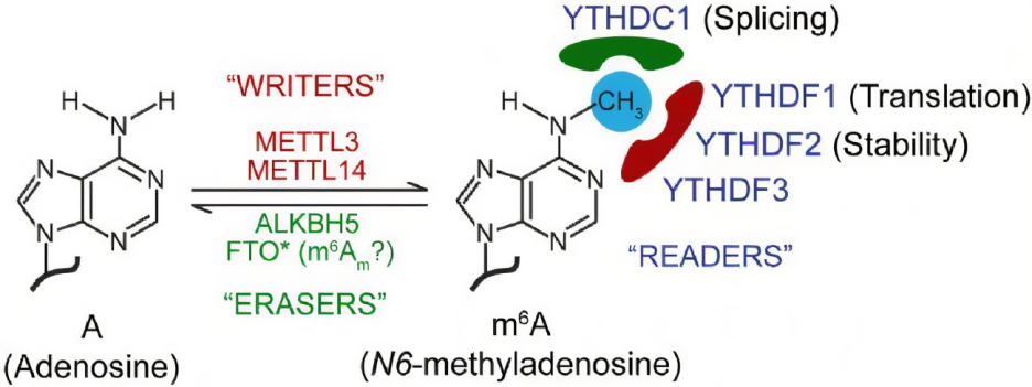 m6A都“没新意”了？23年国自然该何去何从__财经头条