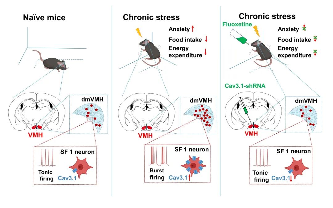 Mol Psychiatry：深圳先进院杨帆团队在应激导致焦虑研究的新突破