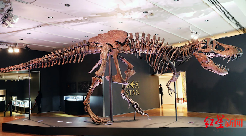谁花了2亿多元买走世界最完整霸王龙骨架？两年之后，悬念揭晓了|霸王龙|古生物学_新浪新闻