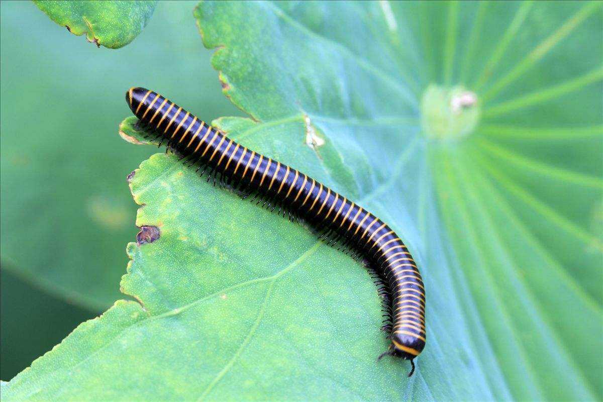 农村一种脚最多的动物，人称千足虫，千脚虫，看到请注意|千足虫|虫|虫子_新浪新闻
