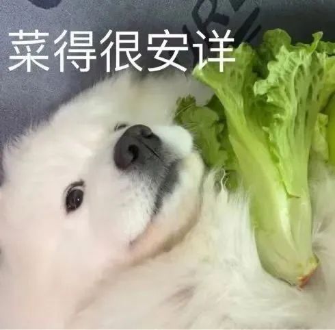 狗啃菜表情包, - 伤感说说吧