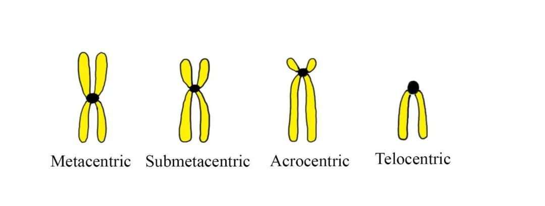 里程碑！首次完整破译人类基因组|基因组|基因|DNA_新浪新闻