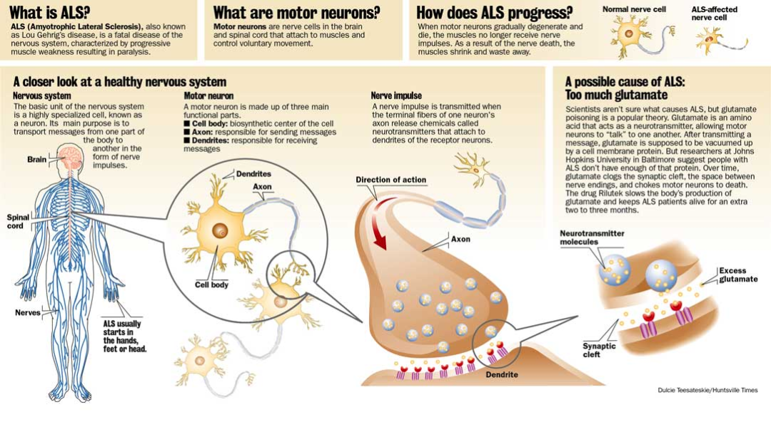 连发一篇Cell，两篇Neuron：肌萎缩侧索硬化症（ALS）的遗传学基础和治疗|基因|遗传学_新浪新闻