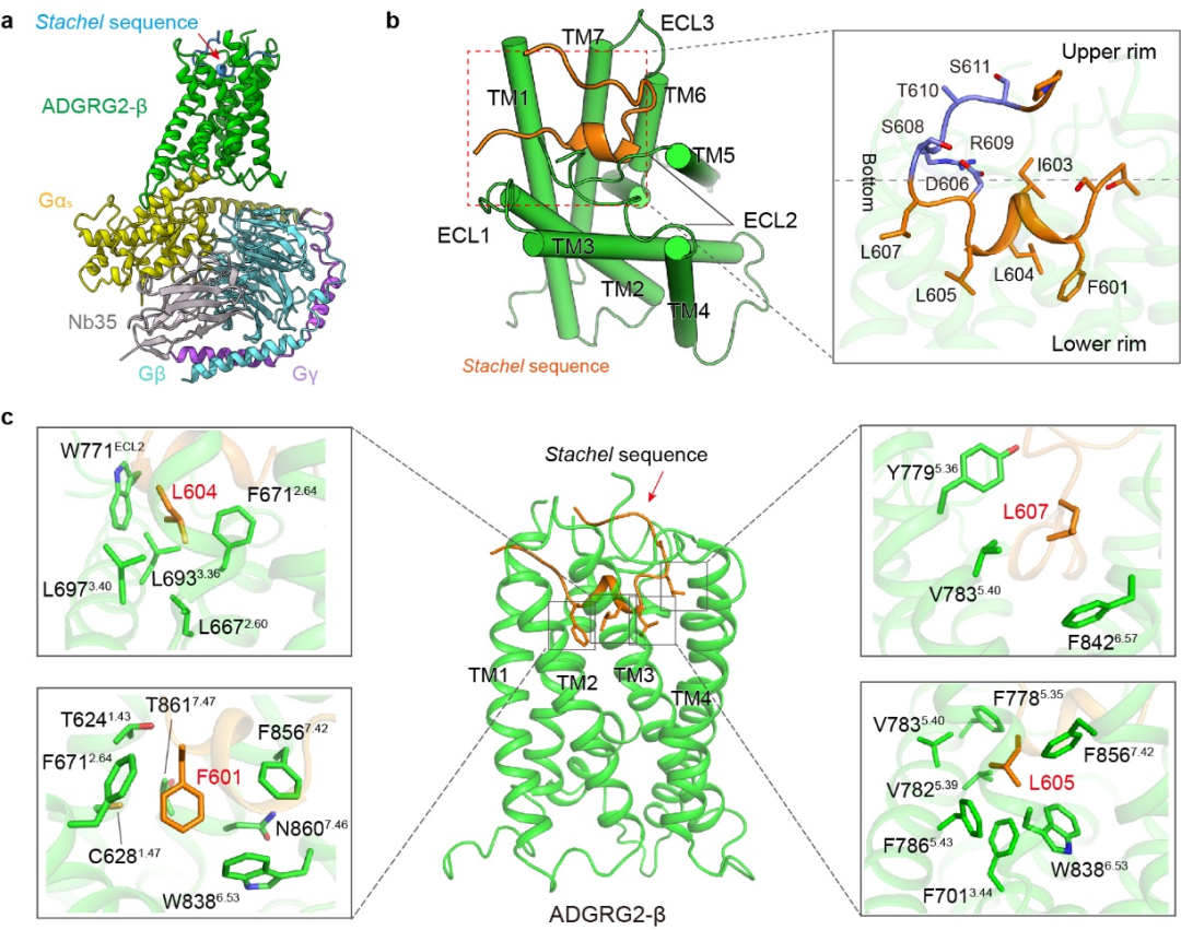 Nature背靠背，我国学者阐明粘附类GPCR自激活及对力的感知机制__财经头条