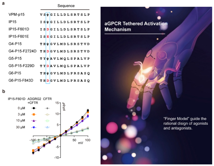 Nature背靠背，我国学者阐明粘附类GPCR自激活及对力的感知机制__财经头条
