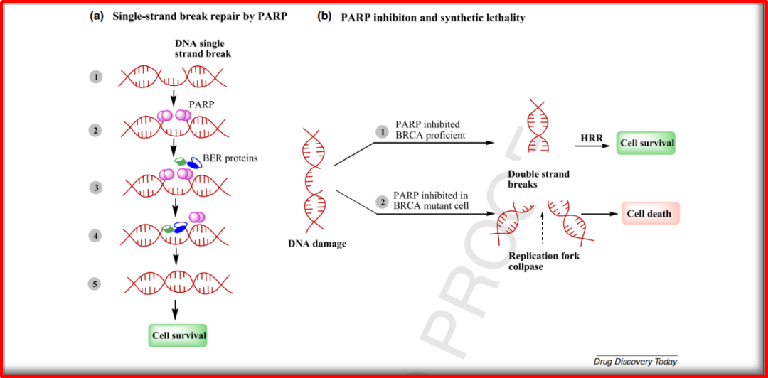 2022 AACR | 小分子领域：合成致死细化&PARP-1深度开发！__财经头条