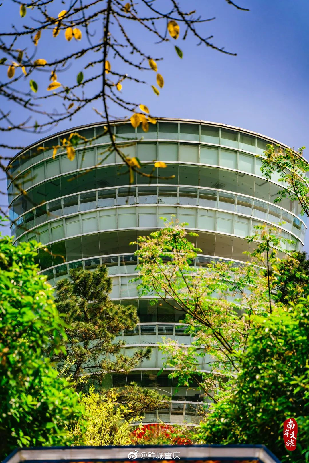 南山一棵树的由来|南山_新浪新闻