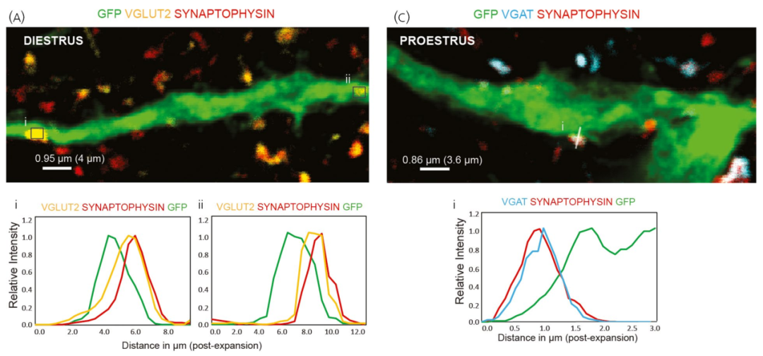 Vaa3D应用于脑科学成果汇编：4篇Nature，1篇Nature Methods等__财经头条