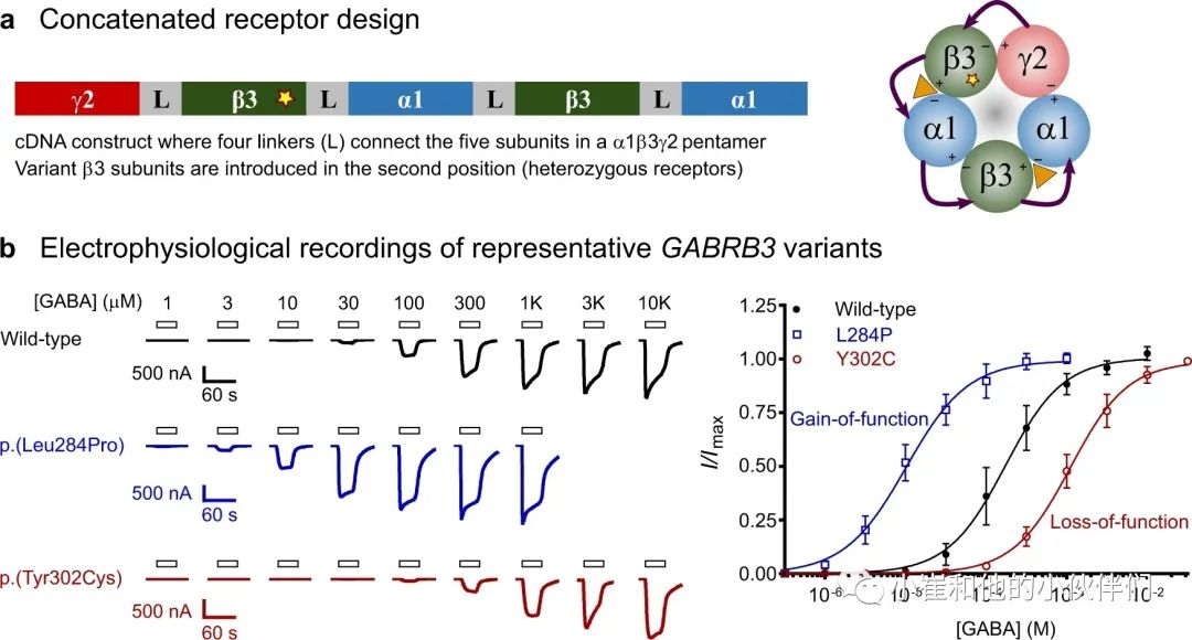 Nat Commun：GABRB3突变导致发育性/癫痫性脑病患者不同的表型__财经头条