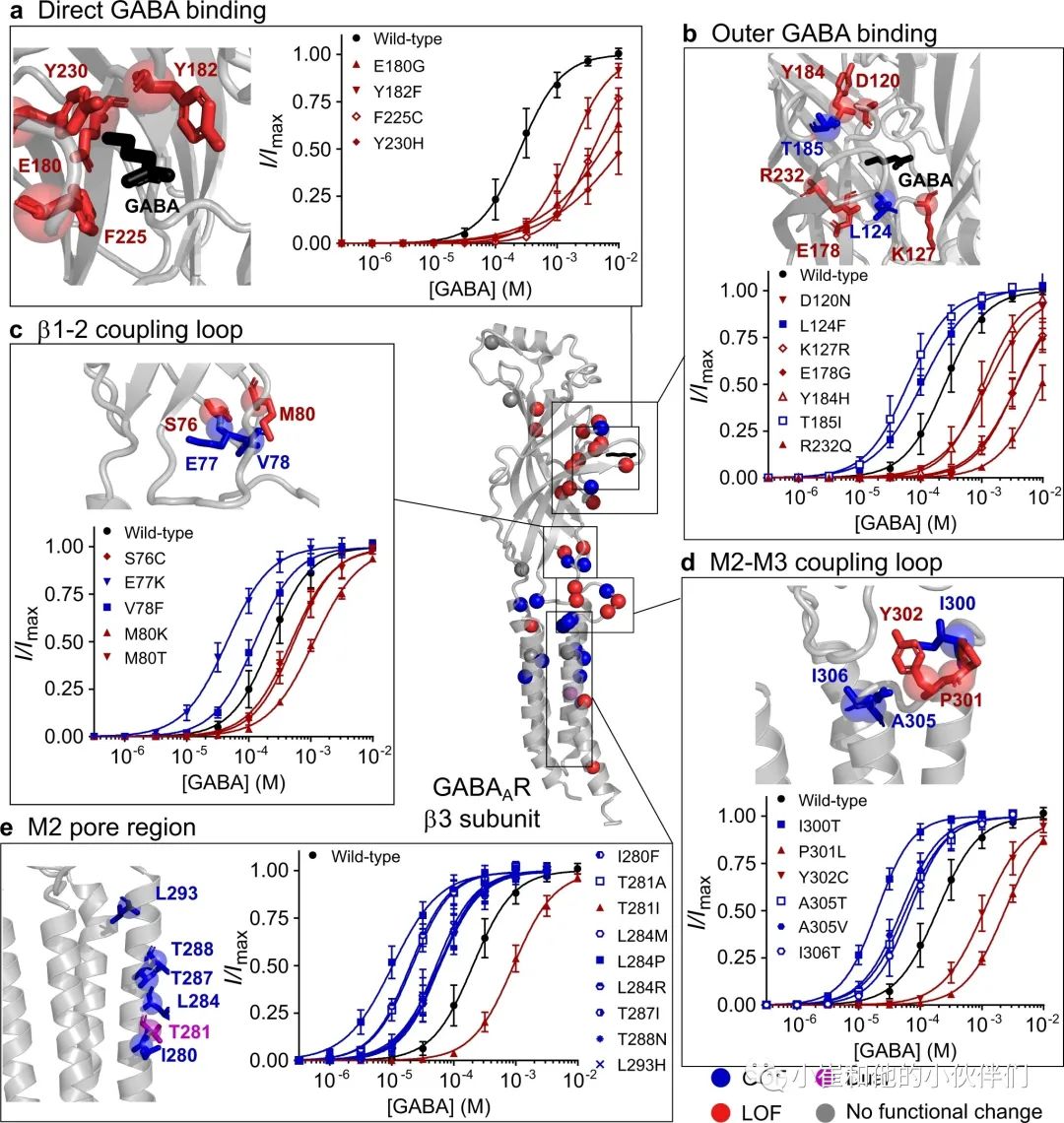 Nat Commun：GABRB3突变导致发育性/癫痫性脑病患者不同的表型|基因_新浪新闻