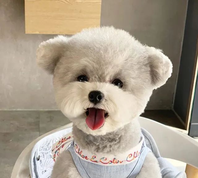 这4只小泰迪可火了，堪称狗界F4～