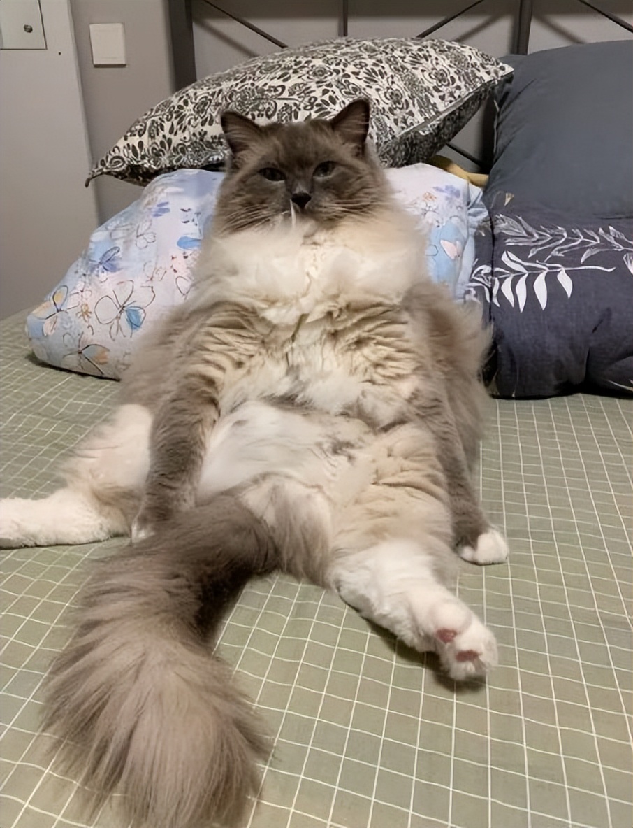 猫咪有哪些表现，是将自己当成人了？|猫咪|猫|成人