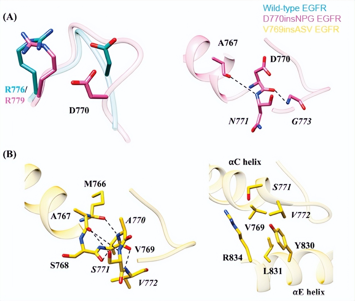 EGFR exon20ins突变NSCLC领域进展