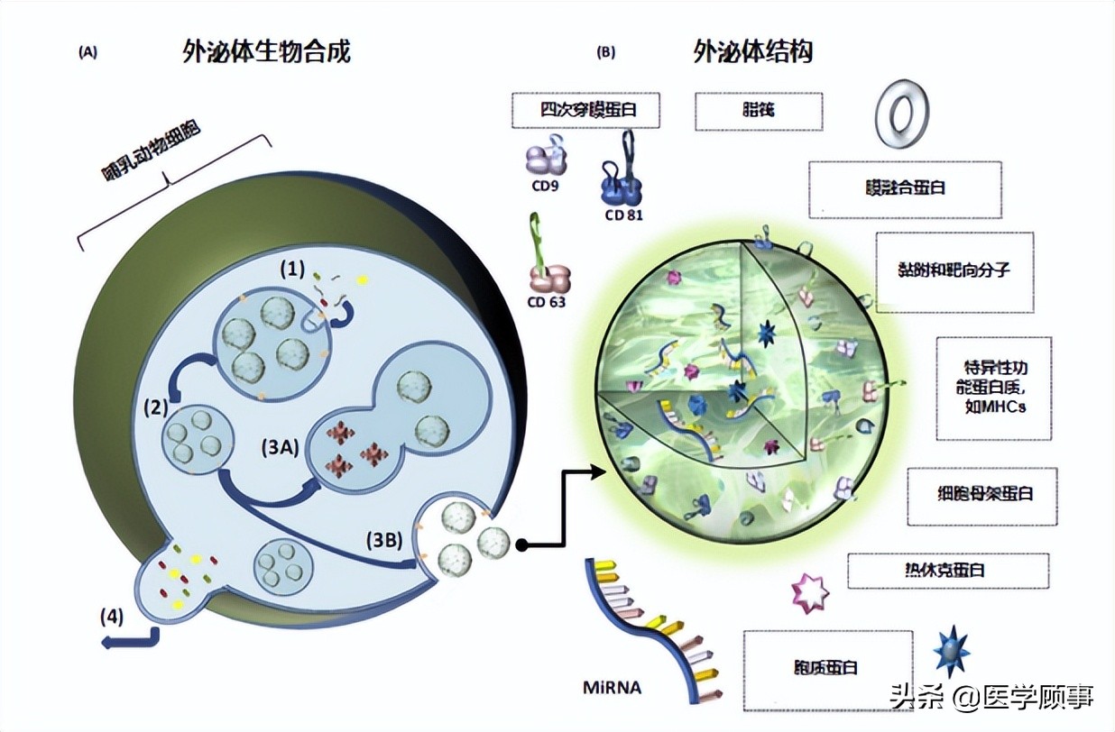 再生医学材料的黄金搭档：外泌体与细胞外基质|干细胞_新浪新闻