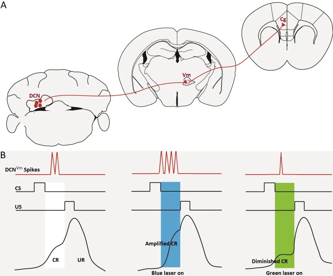 NB封面：丘脑腹内侧投射DCN神经元调控联合型感觉-运动学习行为|神经元|联合型|丘脑_新浪新闻