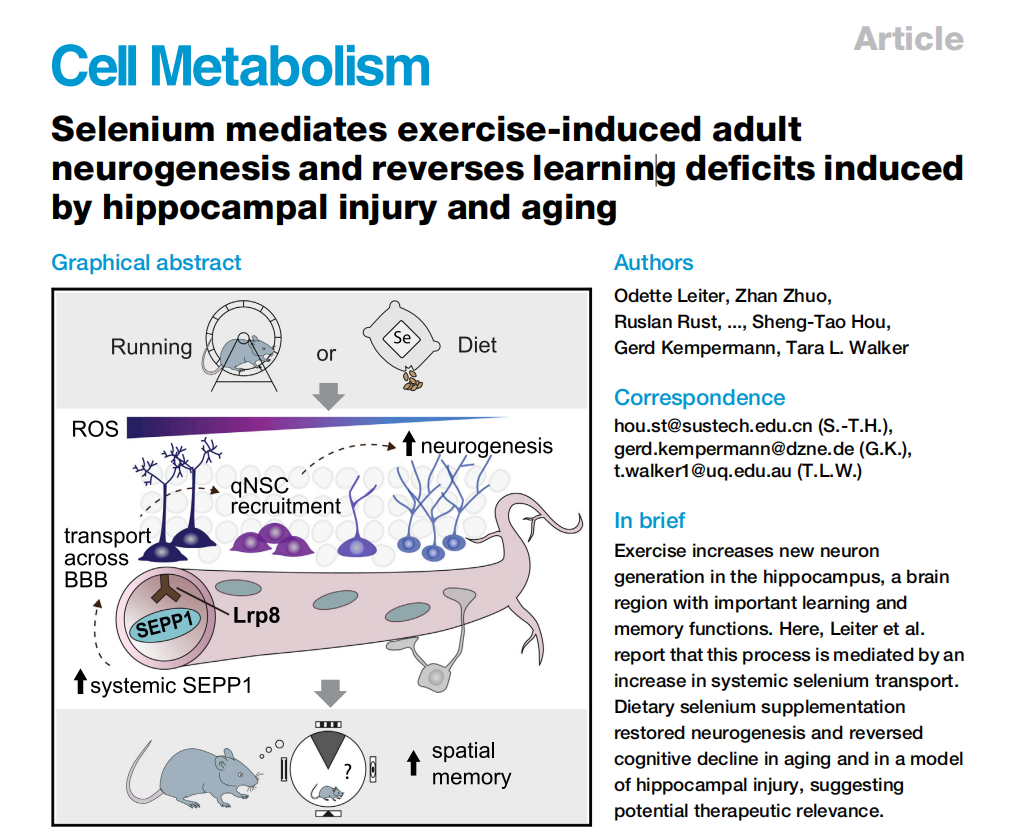Cell Metab：硒介导运动诱导的成体神经发生并改善海马损伤和衰老引起的认知障碍__财经头条
