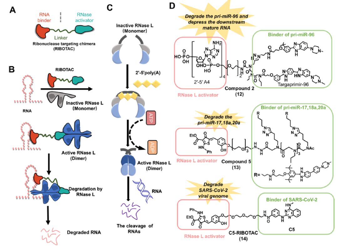 理性药物设计的下一站，超越PROTAC|RNA_新浪新闻
