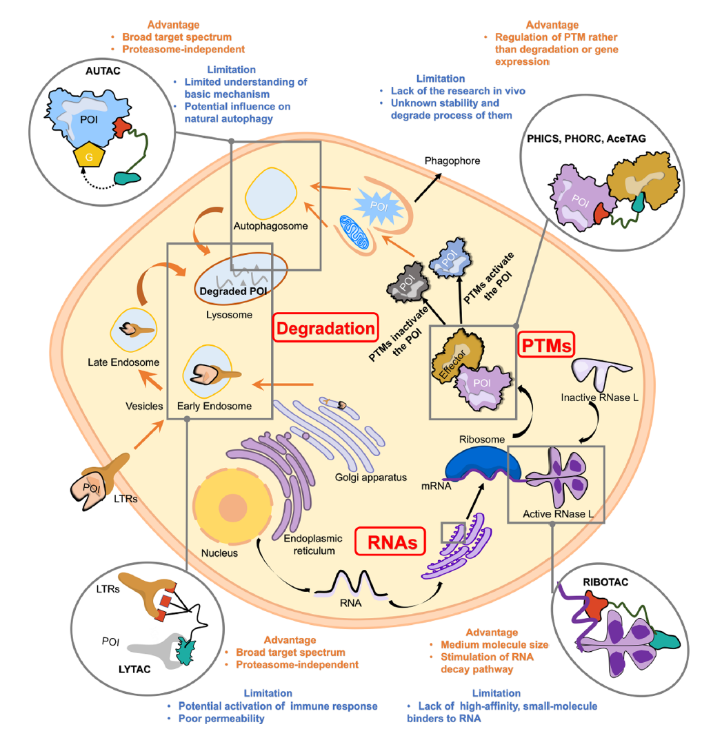 理性药物设计的下一站，超越PROTAC|RNA_新浪新闻