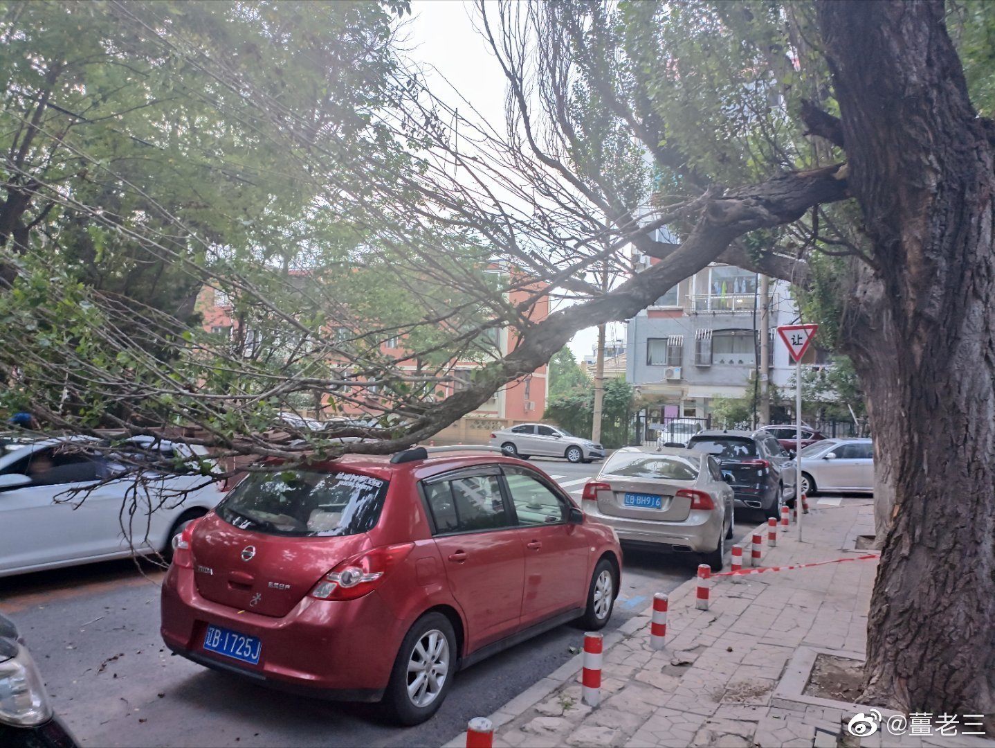 树枝自然脱落砸车谁负责|砸车|西岗区|自然_新浪新闻