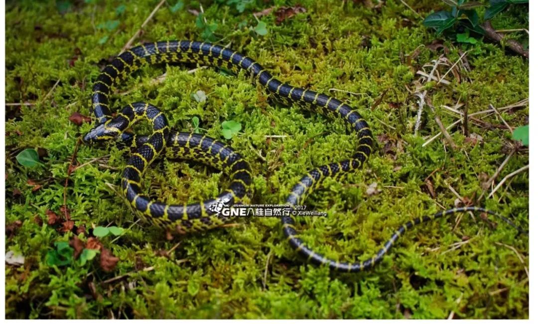 一不小心遇到蛇，你可能需要这份实用的图鉴|蛇类_新浪新闻