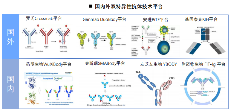 一分钟了解双特异性抗体研究进展__财经头条