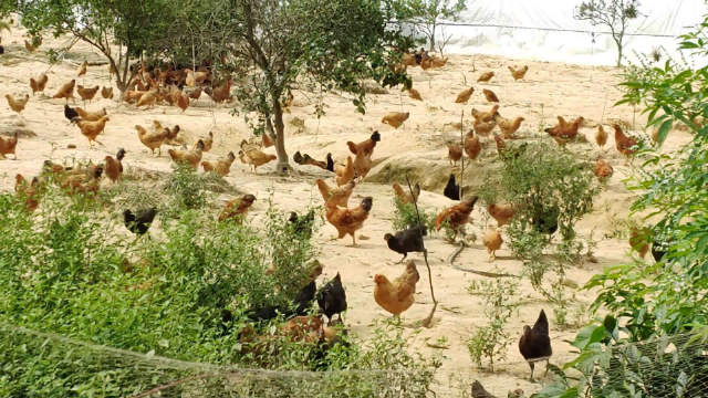 低坪花果世界，位于吉水县文峰镇低坪村，是全省3A级乡村旅游点……|吉安市_新浪新闻