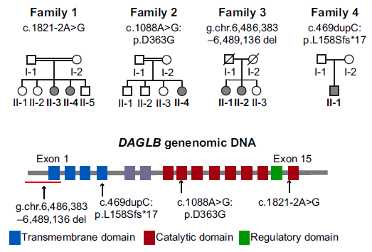 Nat Commun：唐北沙/蔡怀彬报道帕金森病新致病基因-DAGLB__财经头条