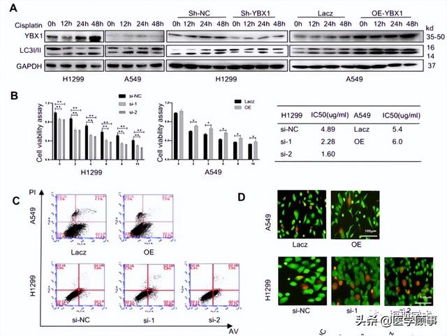 了解自噬研究的经典思路__财经头条