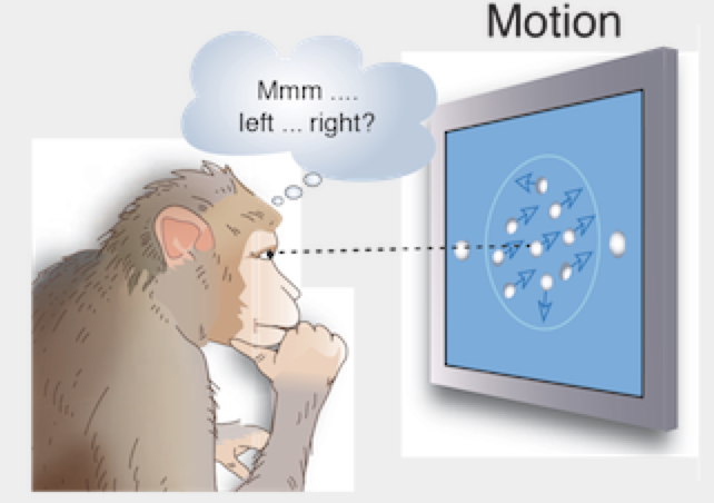 Neuron一作解读：大脑灵活决策的神经基础|猕猴_新浪新闻